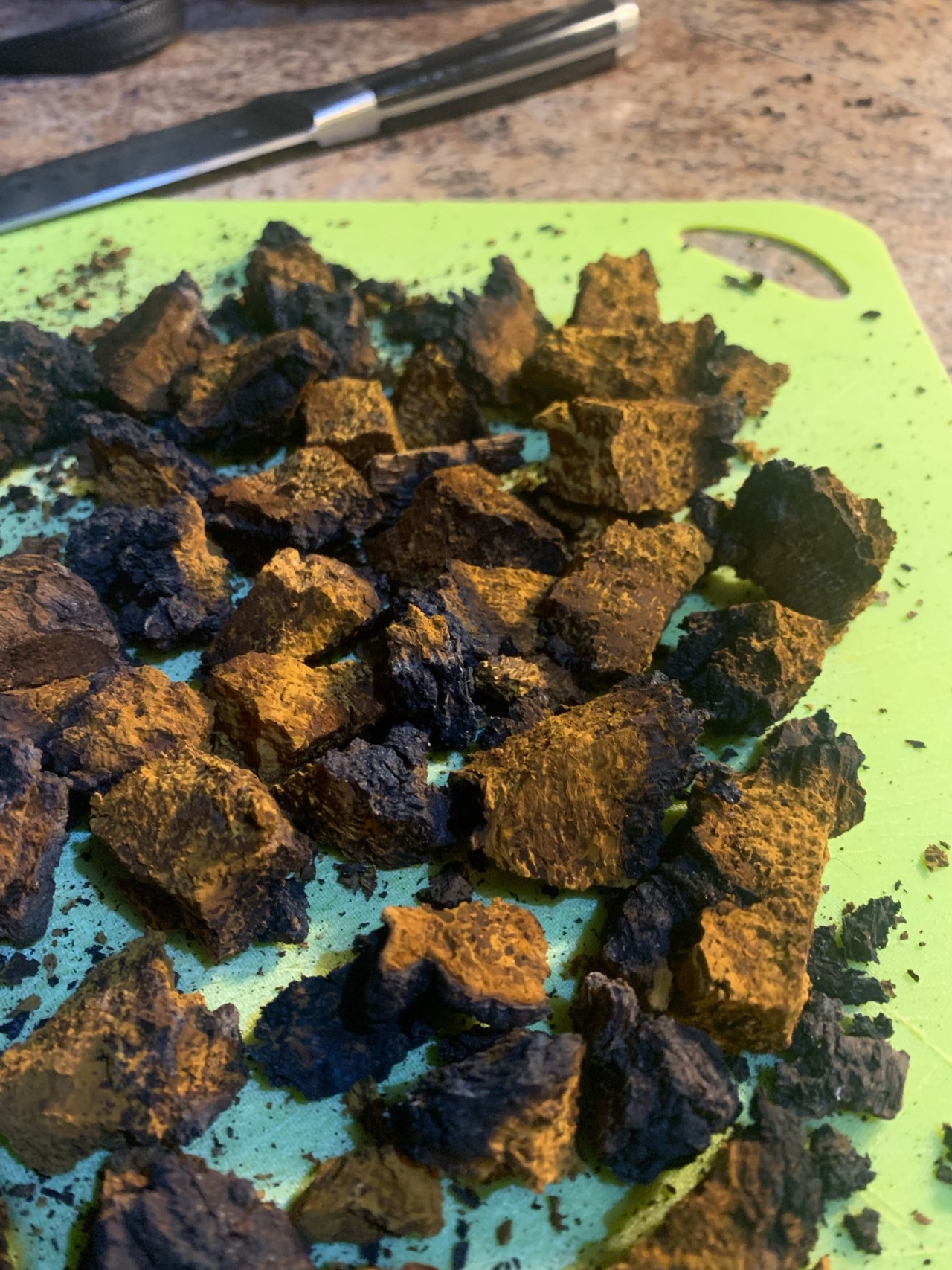 Pembina Valley Wild Chaga Harvest Oct. 2021 - Manitoba Wildcraft